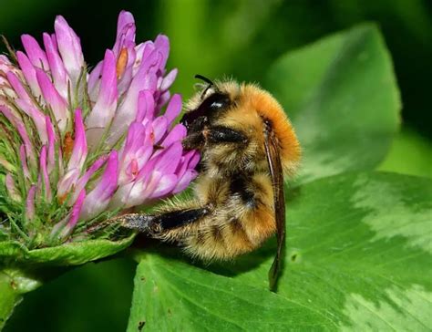 20 Types Of Bumblebee Species Facts And Photos