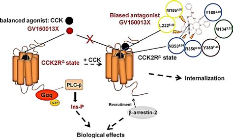 Figure 5 From Gpcr Structure Function Drug Discovery And Crystallography Report From Academia