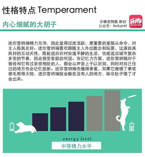 迷你雪納瑞 美國AKC標準圖譜 每日頭條