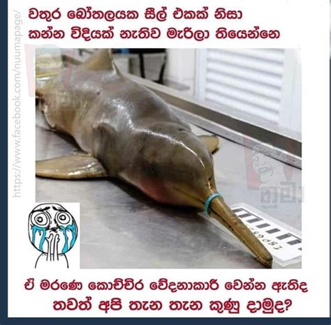 ශ්‍රී ලංකාවේ වැසි වනාන්තර සහ වනජීවී සම්පත මේක දැක්කම කාලෙකට කළින් බලපු Plastic Ocean වාර්ථා