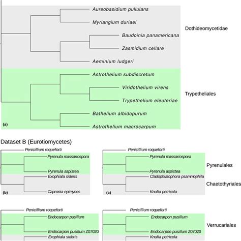 Constrained Topologies Used To Run The Paml Rate Analyses A Dataset Download Scientific