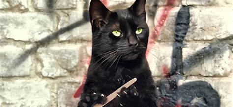 Create Meme Cat Ko The Cat Sharpens Its Claws Cat With A File