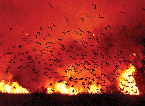 Aves Afectadas Por Los Incendios En Tunari Y Alalay Buscan Renacer