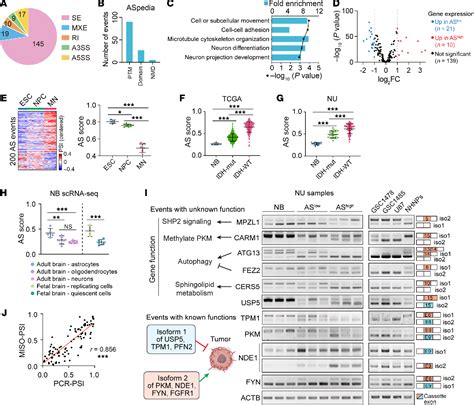 Figure 2 From Rna Splicing Analysis Deciphers Developmental Hierarchies