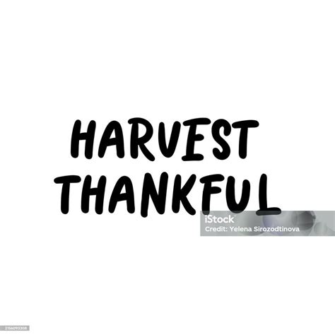 손으로 그린 추수 감사절 타이포그래피 포스터입니다 축하 인용문 Harvest Thankful은 엽서 가을 아이콘 로고 또는 배지에 사용됩니다 가 벡터 빈티지 스타일 서 예