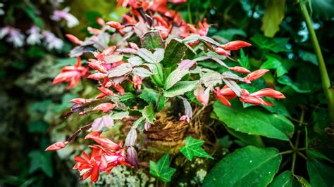 How And When To Fertilize Your Christmas Cactus For The Best Blooms