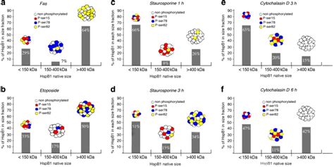 Mammalian Hspb1 Hsp27 Is A Molecular Sensor Linked To The Physiology And Environment Of The