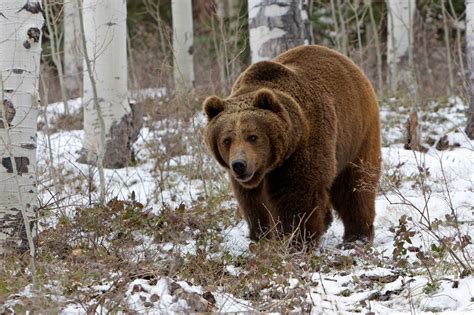 Montana Man Poaches Grizzly Hides Gps Collar And Claws