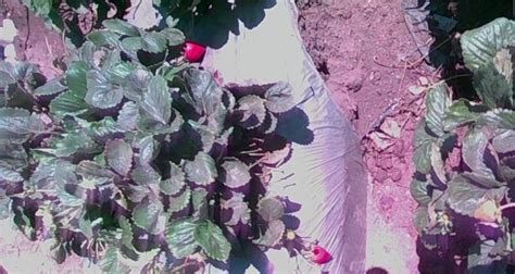 Merged Strawberry Object Detection Dataset By Strawberrydet