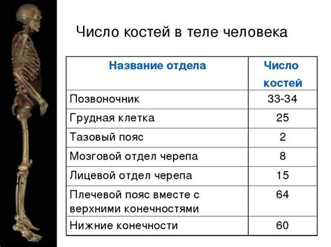 В каких отделах скелета наибольшее число костей Почему Школьные Знания Com