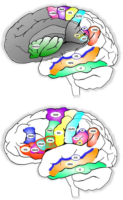Sensorimotor Cortex As A Critical Component Of An Extended Mirror Neuron System Does It Solve