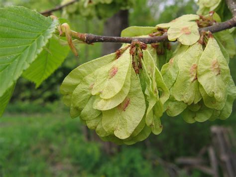 Fotos Gratis árbol Rama Flor Fruta Baya Hoja Comida Primavera