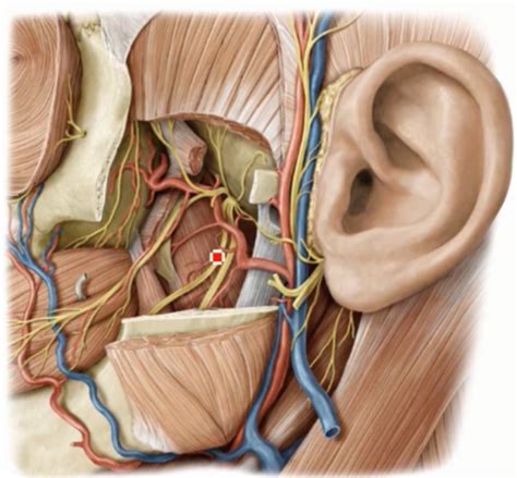 Infratemporal Fossa Flashcards Quizlet