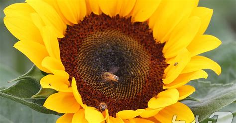 해바라기 꿀 따는 벌