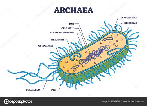 Diagrama Que Mostra Diferentes Tipos De Estrelas Ilustração Do Vetor