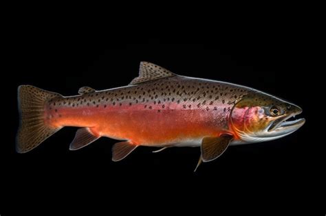 Premium Photo Salmon Generative Ai