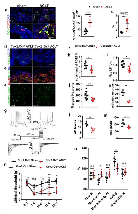 Decreased Na V 1 8 Expression And Ameliorated Oa Progression In