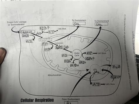 Biology Final Exam Diagram Quizlet