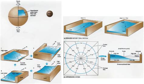 Tidal Cells Amphidromic Systems