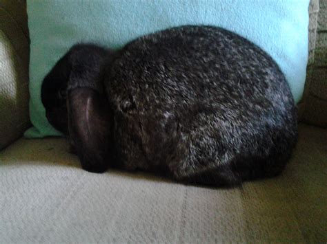 Mini Lop Rabbits For Sale In Mo Usa Rabbit Breeders