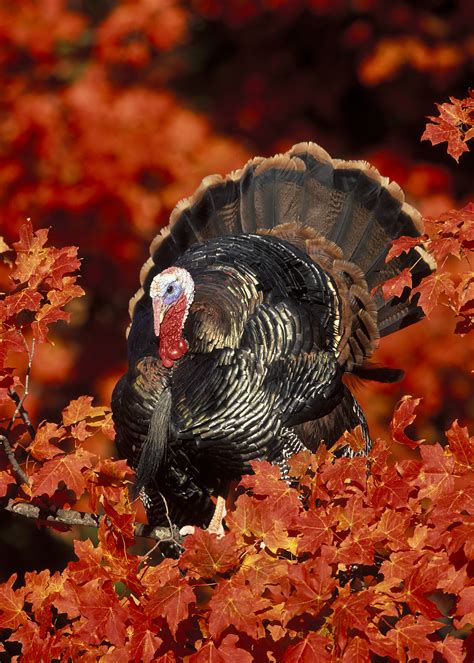 🔥 Free Download Photo Courtesy Of National Wild Turkey Federation By