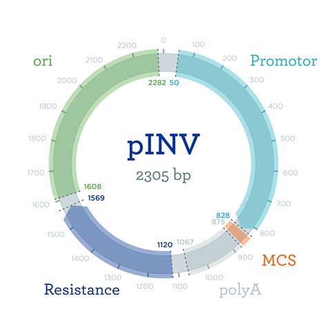 Designed Plasmid Vector