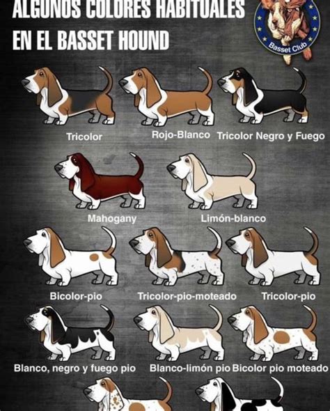 Adorable Basset Hound Puppies