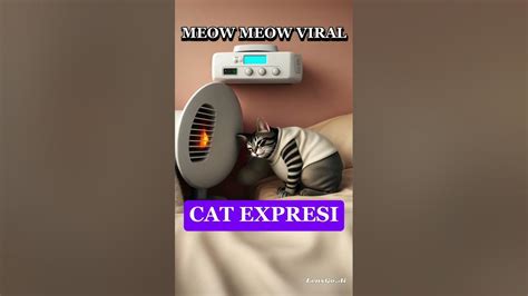 Meow Meow Cat Song Sad Meowmiuwviral Meowviral 2025 Youtube