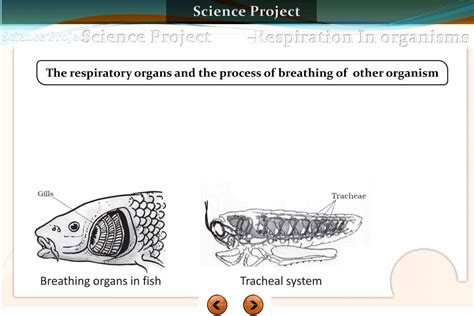 Respiration In Organism Class 7 Cbse Science Powerpoint Slides