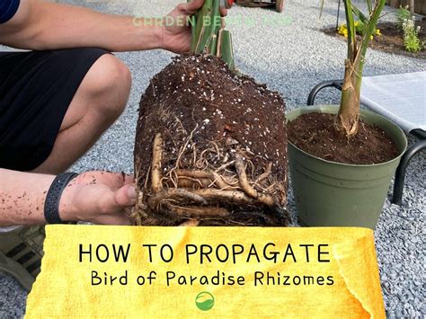 Bird Of Paradise Rhizome How To Id With Pictures