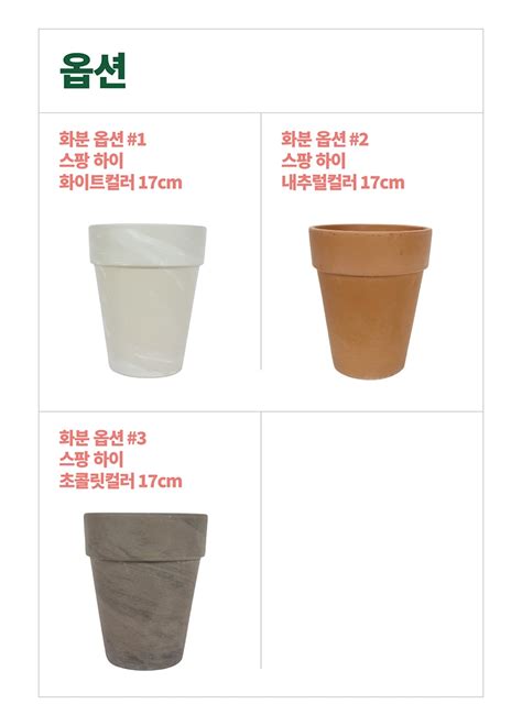 식물 필로덴드론 제나두 셀렘 키우기 쉬운 인테리어 식물 플랜테리어 실내 공기정화식물 방꾸미기 오늘의집 쇼핑