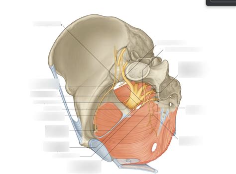 Diagram Zenuwen Bekken Quizlet