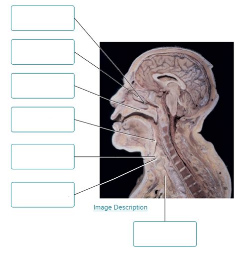 Aandp 2 Diagram Part 2 Diagram Quizlet