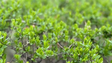 Ligustrum Lucidum Spring Shrub Hd Free Photo On Pixabay Pixabay