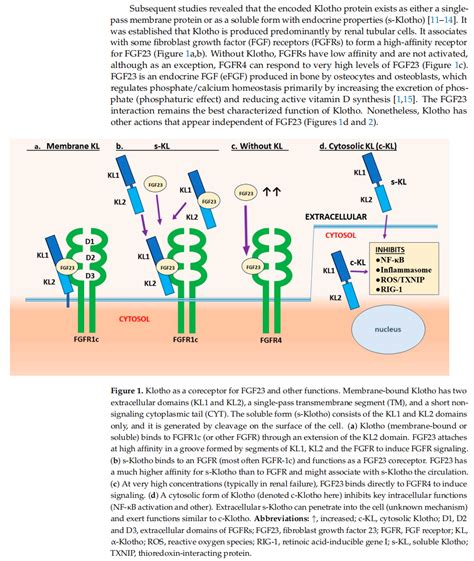 Anti Inflammatory Role Of The Klotho Protein And Relevance To Aging