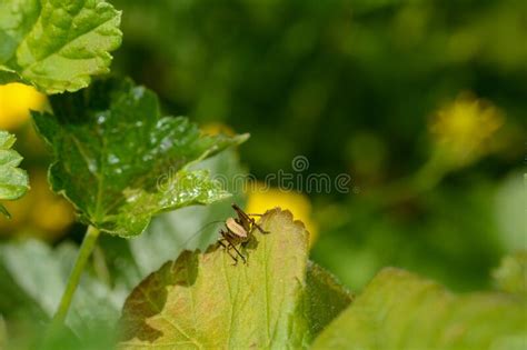 Brown Grasshopper In Green Nature Stock Image Image Of Summertime