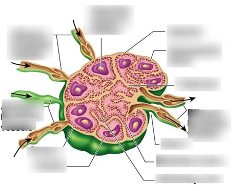 Lymph Nodes Diagram Quizlet Lymph Nodes Diagram Quizlet