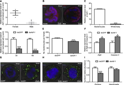 Bacteriocyte Development Is Sexually Differentiated In Bemisia Tabaci Cell Reports