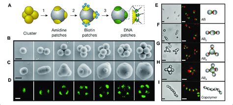 A Preparation Of Dna Patchy Colloids B D Electron And Confocal