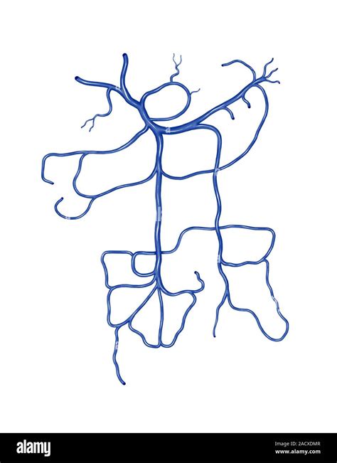 Illustration Of The Portal Vein Network This Anterior View