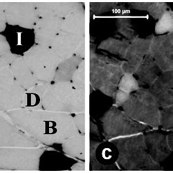 Serial Cross Sections Of The Rat Hindlimb Muscles