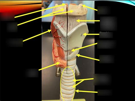 Trachea Model Diagram Quizlet