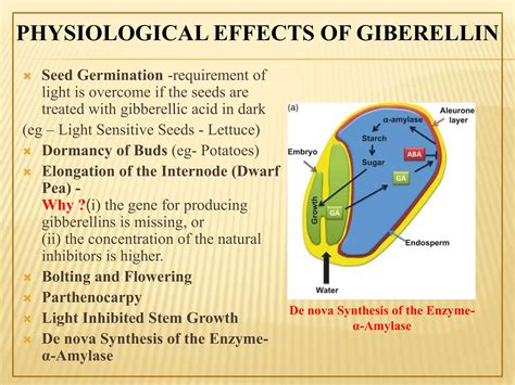 Role Of Gibberellins Mode Of Action And External Applications Pptx