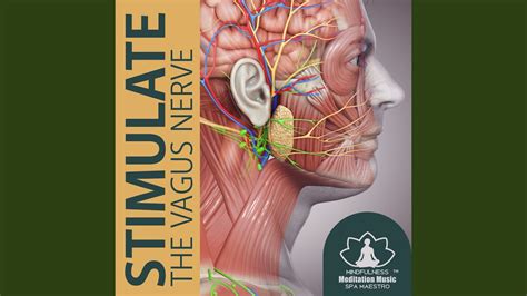 Stimulate The Vagus Nerve Youtube Music