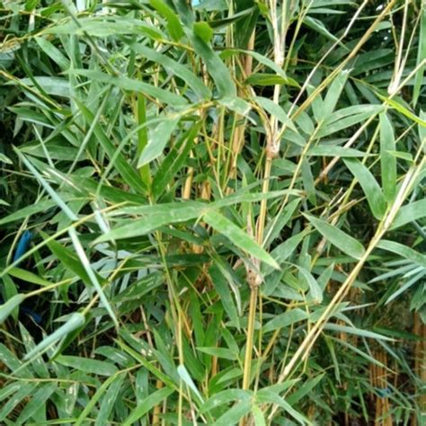 Jual Tanaman Bambu Klisik Kuning Bambu Klisik Kuning Bambu Klisik Kab Bogor Tanaman