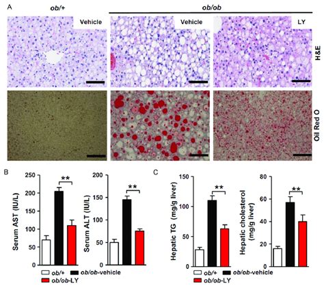 effect of the ly2405319 treatment on hepatic steatosis in ob ob mice
