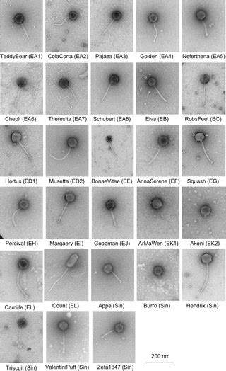 Genomic Diversity Of Bacteriophages Infecting Microbacterium Spp