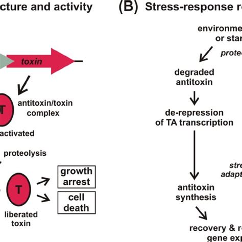 Toxin Antitoxin Ta Module Organization And The Stress Response Download Scientific Diagram