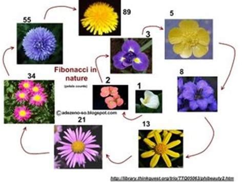 Fibonacci Sequence Flower Petals Real Life Applications Of Fibonacci
