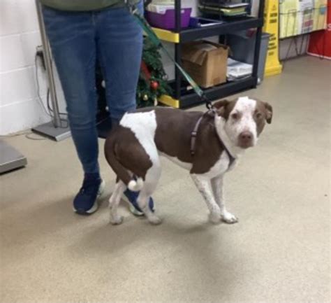 Melissa 💚adopted💚 🔹location Found 209 E Mason St Fort Worth Tx